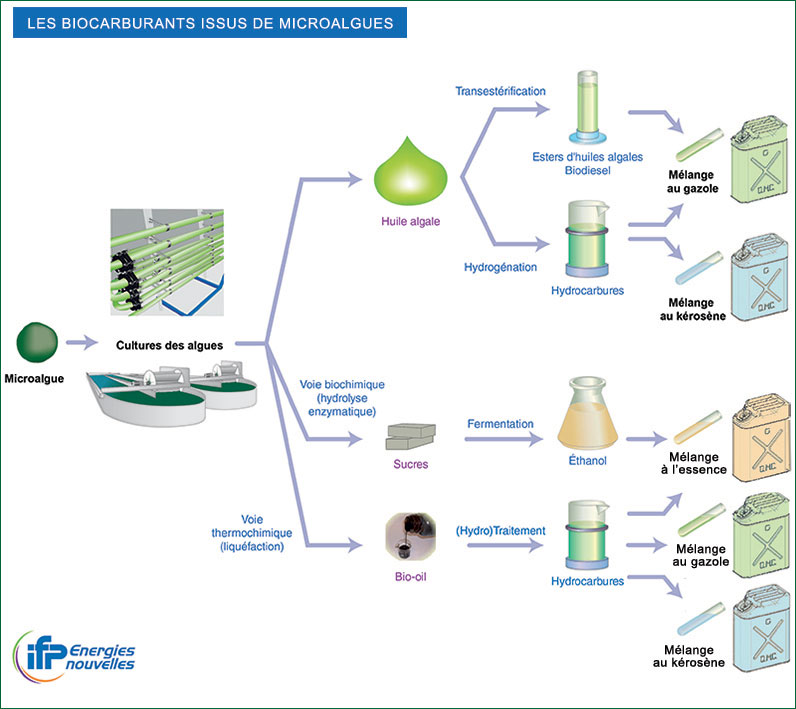 Biocarburants - Gestion De Projet